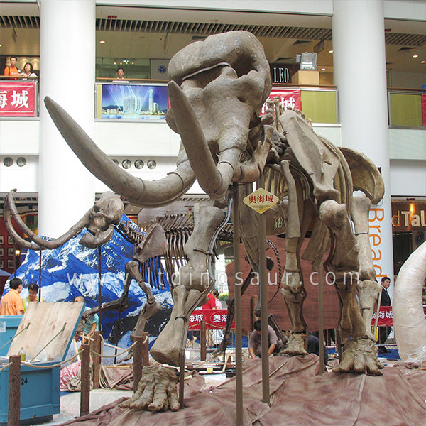 Elephant Skeleton Replica – Longtu Dinosaur Art