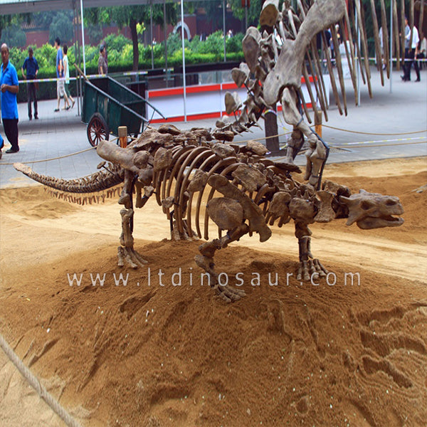 Dinosaur Fossils Replica – Longtu Dinosaur Art